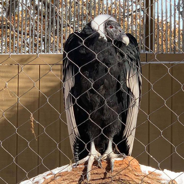 Bird Aviary Netting RTS Durable Wire Rope Mesh For Zoo Park Wildlife ...
