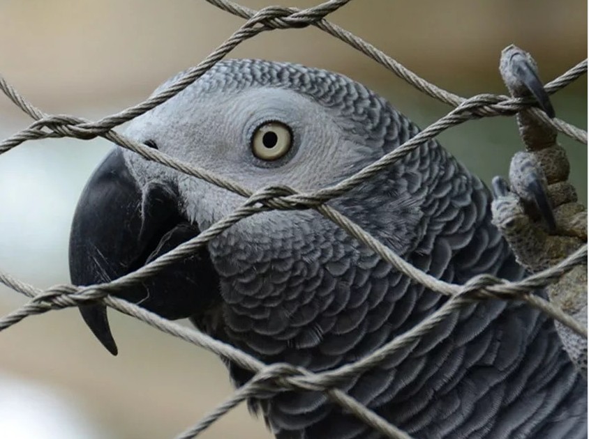 Anti Corrosive 306 316 Stainless Steel Mesh For Bird Aviary Netting
